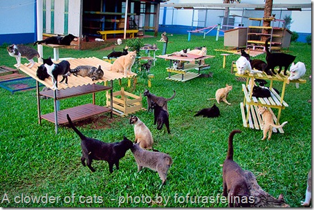 Clowder – definition and origin – Michael Broad